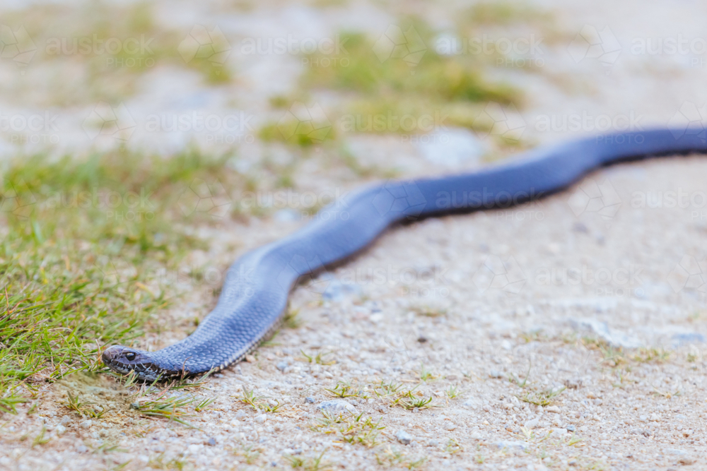 Image of A Highlands Copperhead snake seen in summer on Cascades Trail ...
