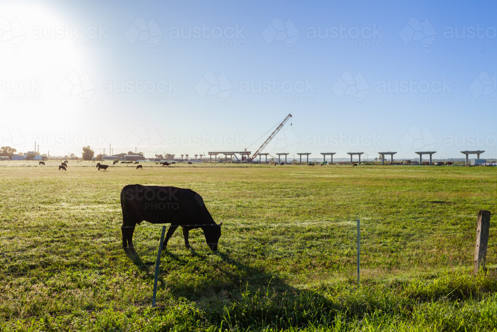 Image of Cow grazing in farmland with bypass road bridge construction ...