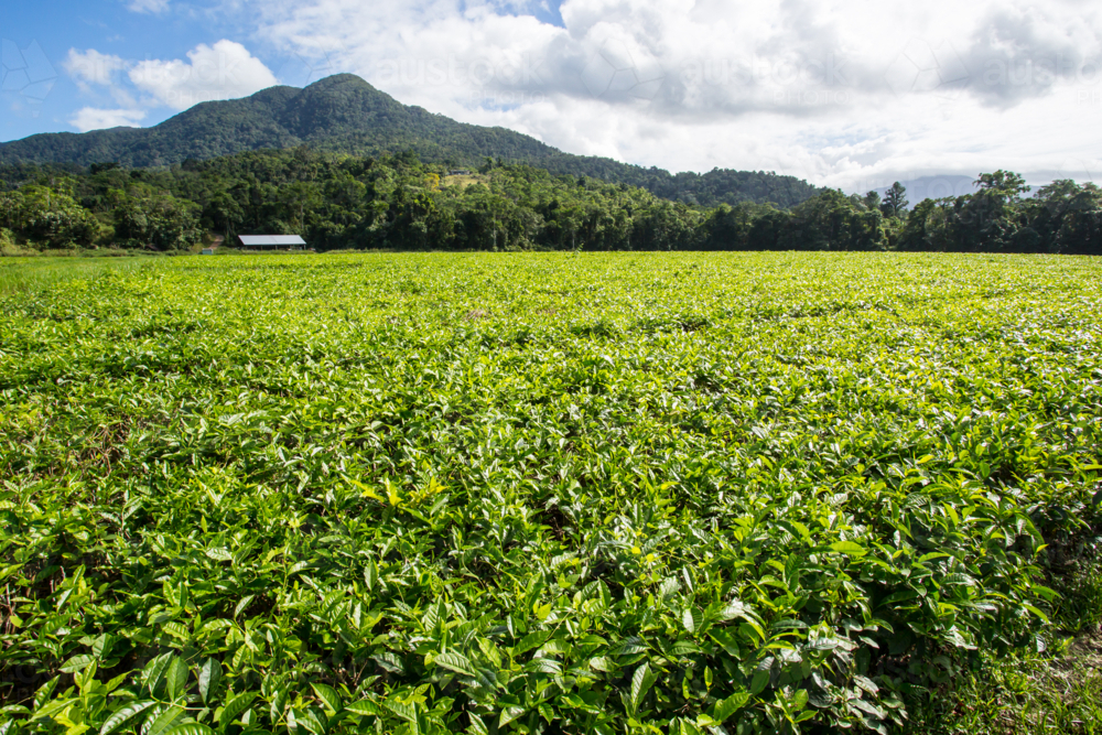 Image of Fields of tea leaves in the Daintree region of Queensland ...