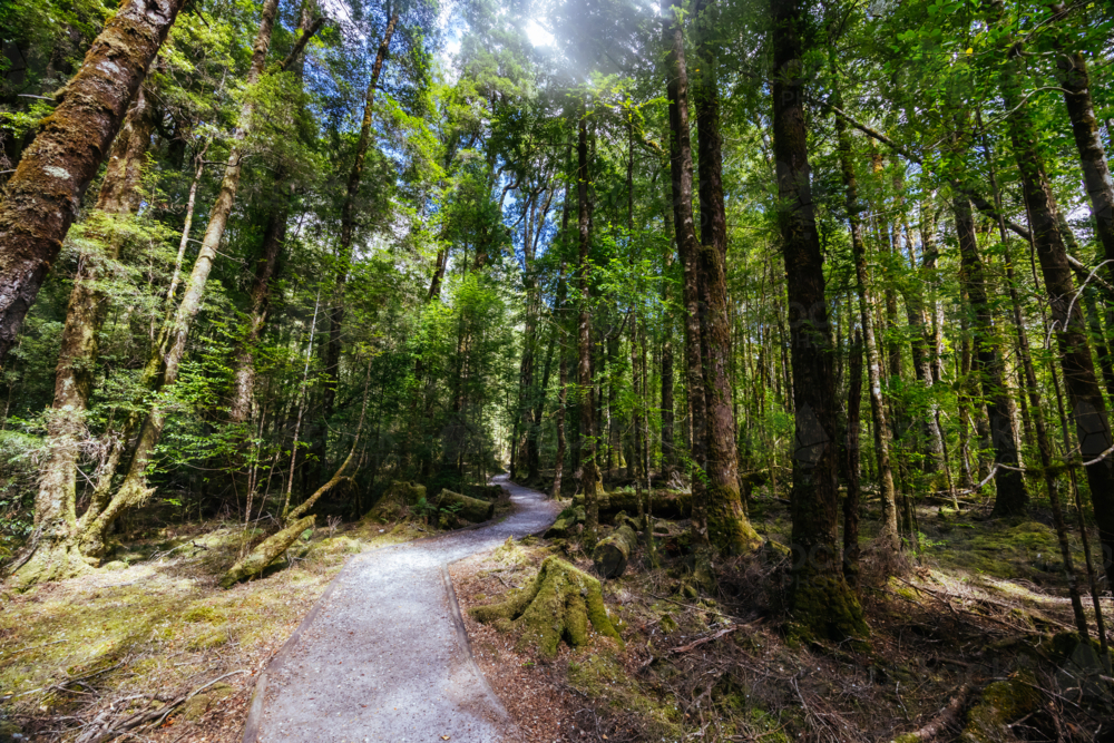 Image of Franklin River Nature Trail in Franklin-Gordon Wild Rivers ...