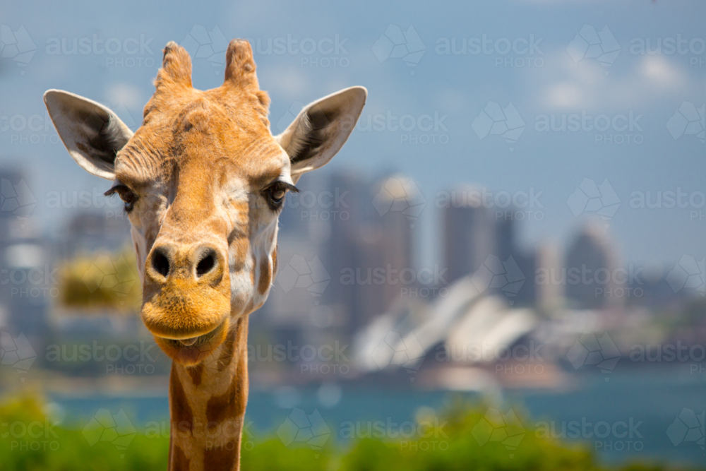 Image of Giraffe at Taronga zoo overlooking Sydney harbour and skyline ...