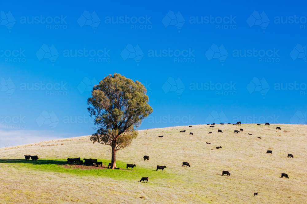 Image of Green pasture and farmland in the Yarra Valley near Yarra Glen ...