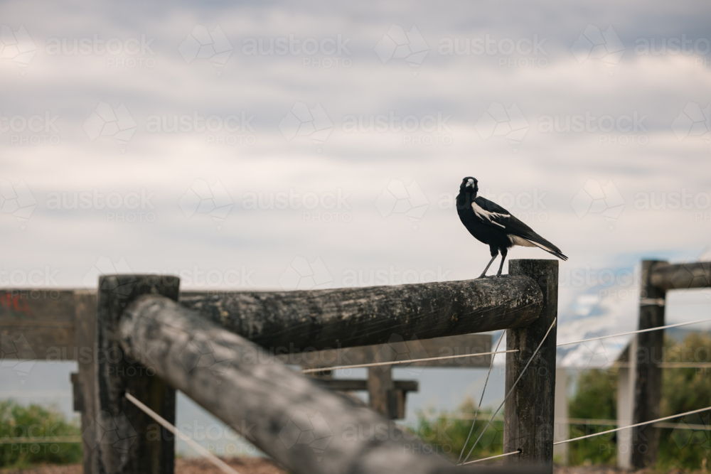 Image of Magpie standing on barrier fence overlooking the ocean ...