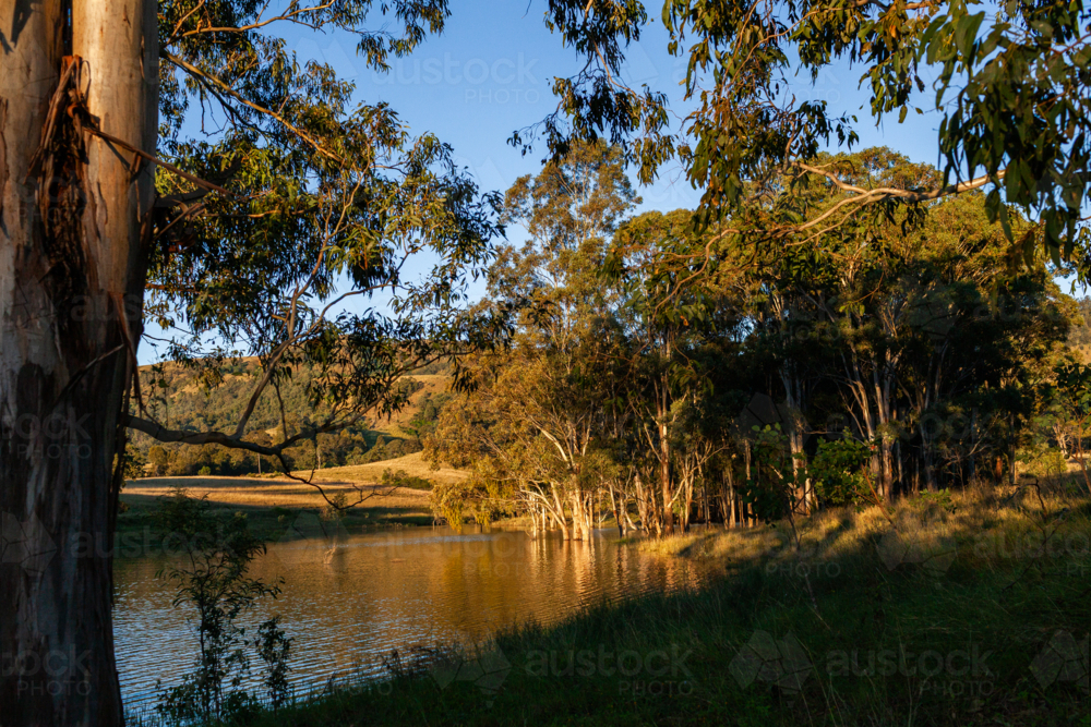 Image of sunlight on branch of gum tree at sunset by rippling lake ...