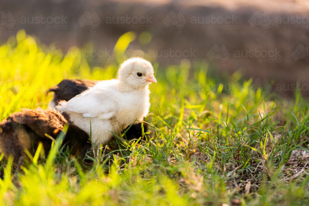 Image of Young fluffball chicks on green lawn grass close up - Austockphoto